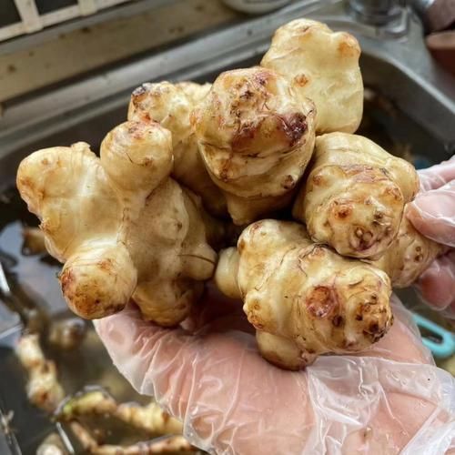 洋姜怎么腌制_洋姜怎么凉拌-第2张图片-山城妙识 洋姜怎么腌制_洋姜怎么凉拌-第2张图片-山城妙识