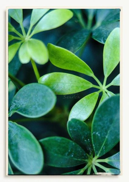 鹅掌柴的寓意和象征_鹅掌柴风水作用-第3张图片-山城妙识 鹅掌柴的寓意和象征_鹅掌柴风水作用-第3张图片-山城妙识