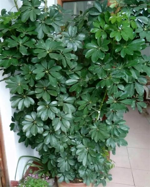 鹅掌柴的寓意和象征_鹅掌柴风水作用-第2张图片-山城妙识 鹅掌柴的寓意和象征_鹅掌柴风水作用-第2张图片-山城妙识