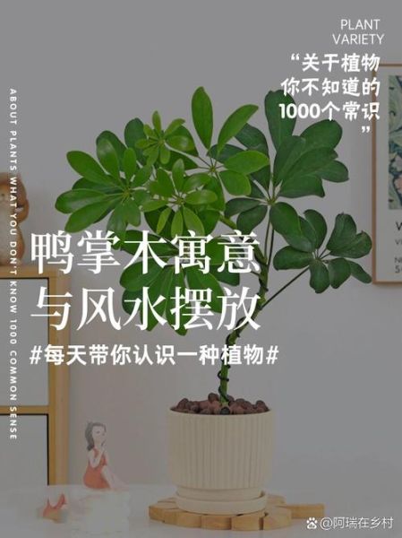 鹅掌柴的寓意和象征_鹅掌柴风水作用-第1张图片-山城妙识 鹅掌柴的寓意和象征_鹅掌柴风水作用-第1张图片-山城妙识