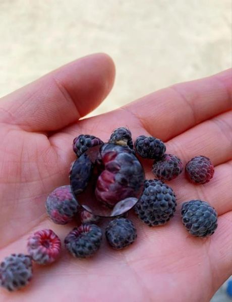 树莓树长什么样_树莓树和覆盆子区别-第2张图片-山城妙识