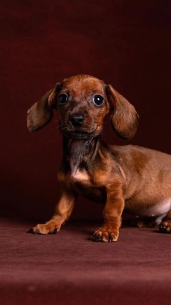 迷你腊肠犬多少钱一只_迷你腊肠犬怎么训练大小便-第1张图片-山城妙识