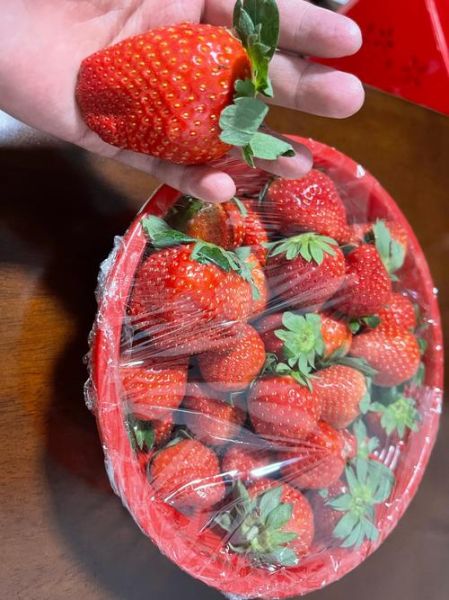 牛奶草莓是什么味道_牛奶草莓和普通草莓区别-第3张图片-山城妙识 牛奶草莓是什么味道_牛奶草莓和普通草莓区别-第3张图片-山城妙识