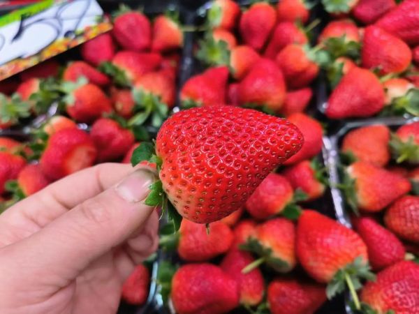 牛奶草莓是什么味道_牛奶草莓和普通草莓区别-第2张图片-山城妙识 牛奶草莓是什么味道_牛奶草莓和普通草莓区别-第2张图片-山城妙识