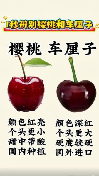 樱桃和车厘子有什么区别_哪个营养价值更高-第2张图片-山城妙识 樱桃和车厘子有什么区别_哪个营养价值更高-第2张图片-山城妙识