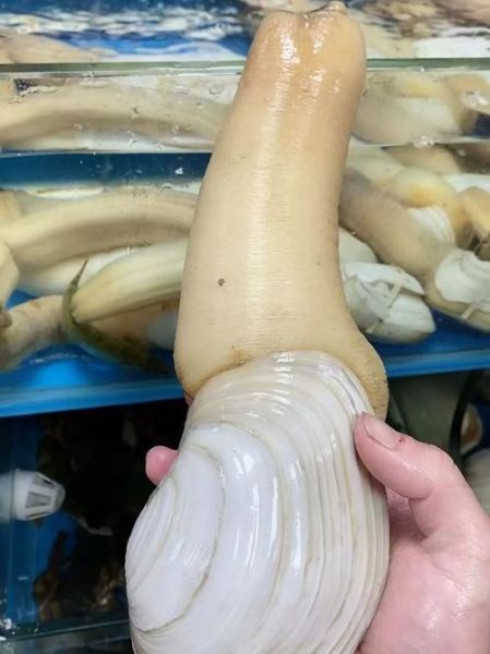 象拔蚌是什么_象拔蚌为什么叫象拔蚌-第2张图片-山城妙识 象拔蚌是什么_象拔蚌为什么叫象拔蚌-第2张图片-山城妙识