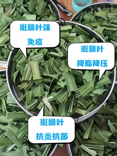 斑斓叶孕妇能吃吗_孕妇吃斑斓叶安全吗-第3张图片-山城妙识