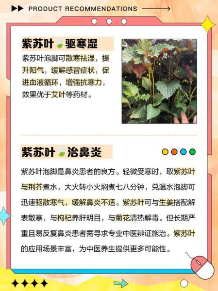 紫苏叶泡脚的功效与作用_紫苏叶泡脚可以天天泡吗-第2张图片-山城妙识