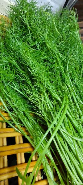 茴香可以生吃吗_生吃茴香安全吗-第1张图片-山城妙识