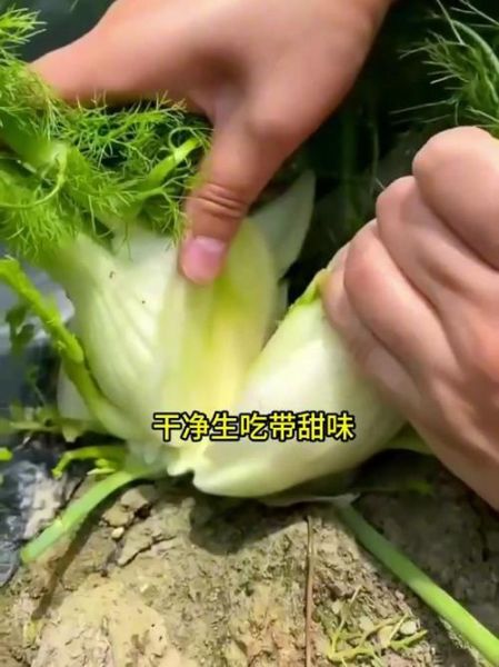 茴香可以生吃吗_生吃茴香安全吗-第3张图片-山城妙识