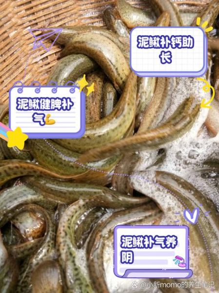 泥鳅怎么养在家里不会死_泥鳅在家养活技巧-第3张图片-山城妙识