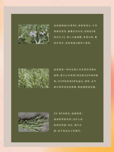 迷迭香精油的功效与作用_迷迭香精油怎么用效果最好-第1张图片-山城妙识