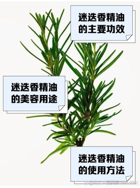 迷迭香精油的功效与作用_迷迭香精油怎么用效果最好-第3张图片-山城妙识
