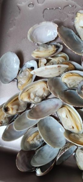 花蛤怎么清洗_花蛤怎么吐沙最干净-第3张图片-山城妙识