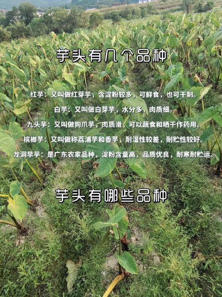 芋头有哪些种类_芋头品种怎么选-第2张图片-山城妙识