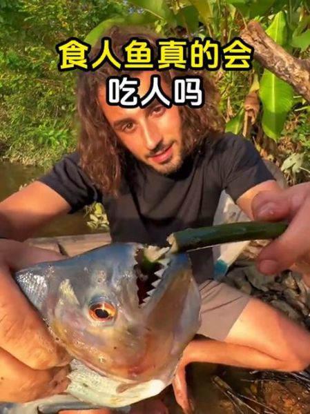 食人鱼事件_食人鱼真的会攻击人吗-第2张图片-山城妙识 食人鱼事件_食人鱼真的会攻击人吗-第2张图片-山城妙识