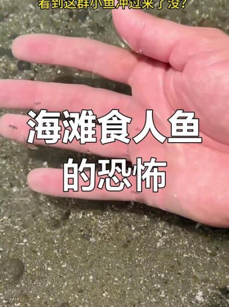 食人鱼事件_食人鱼真的会攻击人吗-第1张图片-山城妙识 食人鱼事件_食人鱼真的会攻击人吗-第1张图片-山城妙识