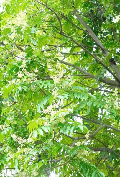 人面子是什么树_人面子果实能吃吗-第1张图片-山城妙识 人面子是什么树_人面子果实能吃吗-第1张图片-山城妙识