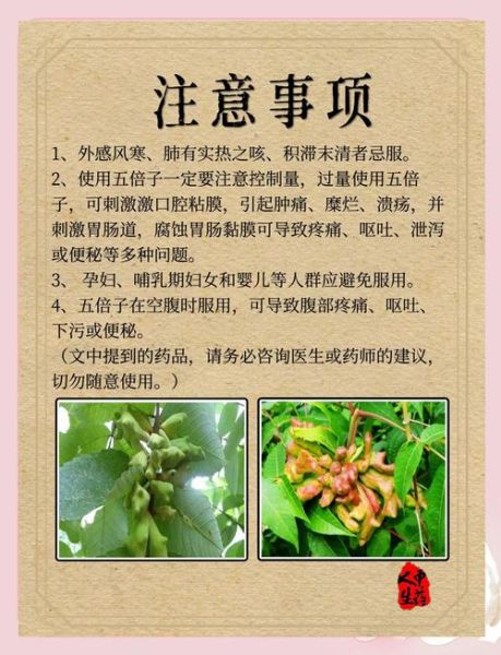 五倍子外用治什么病_五倍子怎么使用效果最好-第1张图片-山城妙识