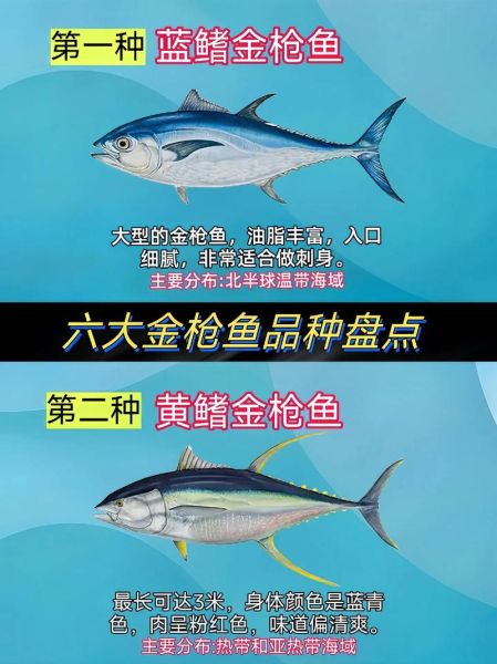 金枪鱼为什么那么贵_金枪鱼价格高的原因-第3张图片-山城妙识