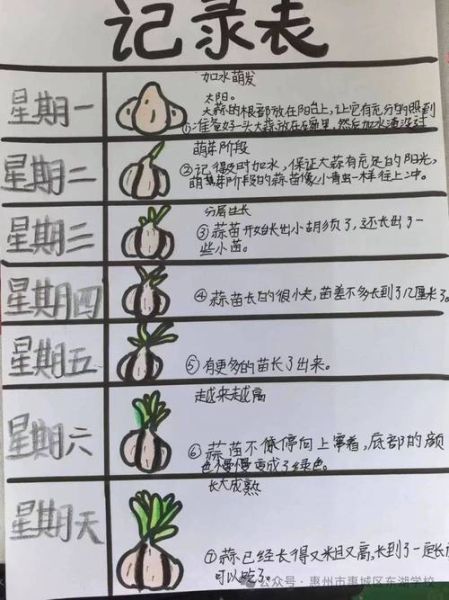 蒜苗种植日记_多久能收获-第1张图片-山城妙识