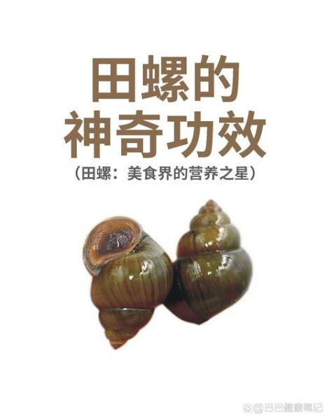 田螺的营养价值及功效与作用_田螺吃了有什么好处-第2张图片-山城妙识