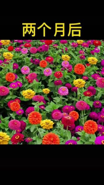百日草花期多长_百日草什么时候播种最好-第1张图片-山城妙识