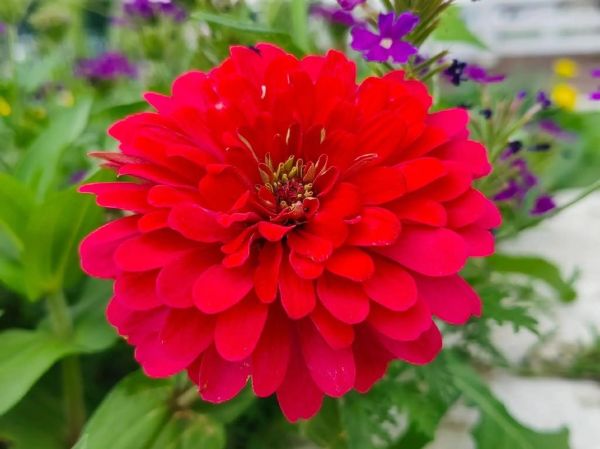 百日草花期多长_百日草什么时候播种最好-第2张图片-山城妙识