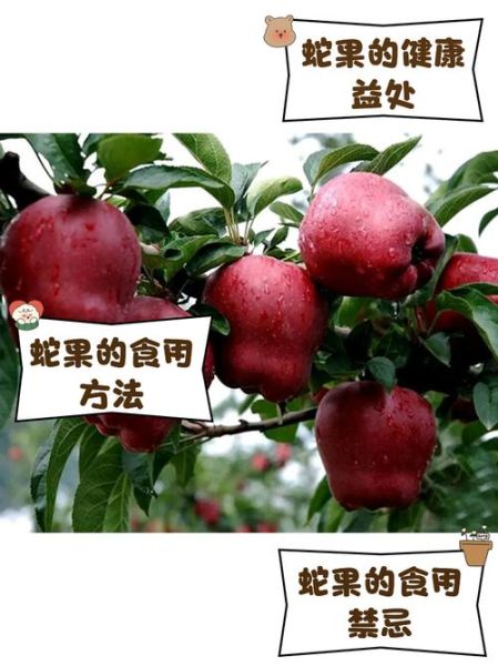 红蛇果不能和什么一起吃_哪些人不能吃红蛇果-第1张图片-山城妙识 红蛇果不能和什么一起吃_哪些人不能吃红蛇果-第1张图片-山城妙识
