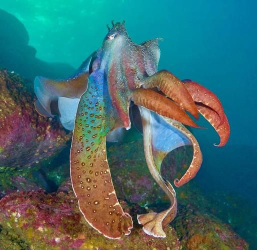 远古最大的乌贼有多大_沧龙与巨鱿谁更大-第1张图片-山城妙识