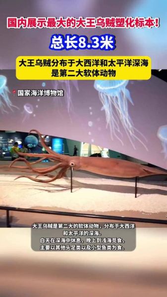 远古最大的乌贼有多大_沧龙与巨鱿谁更大-第2张图片-山城妙识