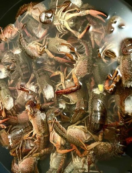 小龙虾养殖技术视频_新手怎么养小龙虾-第1张图片-山城妙识 小龙虾养殖技术视频_新手怎么养小龙虾-第1张图片-山城妙识