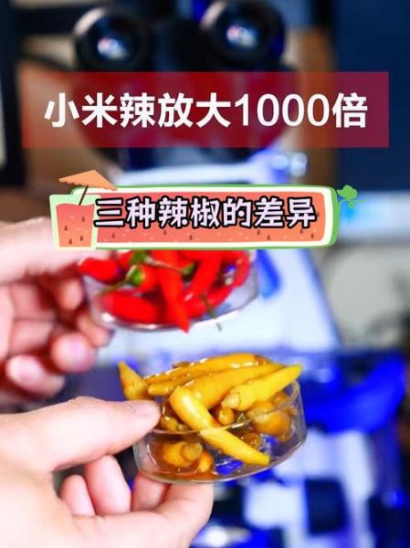 小米辣和小米椒的区别_哪个更辣-第2张图片-山城妙识 小米辣和小米椒的区别_哪个更辣-第2张图片-山城妙识