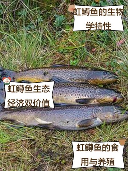 虹鳟鱼多少钱一斤_虹鳟鱼价格行情-第2张图片-山城妙识