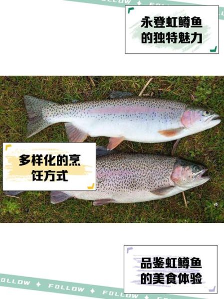 虹鳟鱼多少钱一斤_虹鳟鱼价格行情-第3张图片-山城妙识