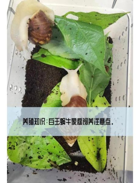 蜗牛养殖靠谱吗_蜗牛养殖前景怎么样-第1张图片-山城妙识 蜗牛养殖靠谱吗_蜗牛养殖前景怎么样-第1张图片-山城妙识