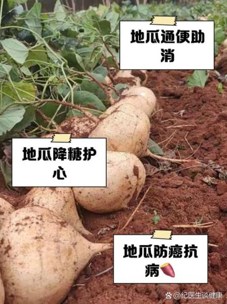 地瓜含糖量高吗_糖尿病人能吃地瓜吗-第1张图片-山城妙识