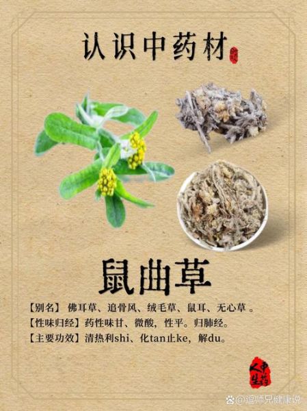 鼠曲草晒干怎么吃_鼠曲草干食用方法-第1张图片-山城妙识 鼠曲草晒干怎么吃_鼠曲草干食用方法-第1张图片-山城妙识