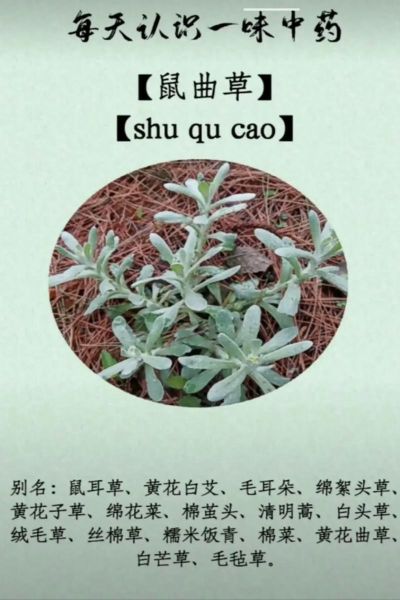 鼠曲草晒干怎么吃_鼠曲草干食用方法-第3张图片-山城妙识 鼠曲草晒干怎么吃_鼠曲草干食用方法-第3张图片-山城妙识