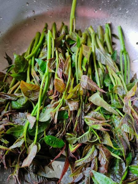 油炸香椿怎么做_油炸香椿需要焯水吗-第2张图片-山城妙识