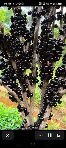 树葡萄长什么样_树葡萄和葡萄的区别-第2张图片-山城妙识