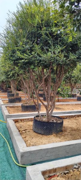 树葡萄长什么样_树葡萄和葡萄的区别-第1张图片-山城妙识