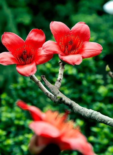 木棉树图片大全_木棉花什么时候开-第2张图片-山城妙识