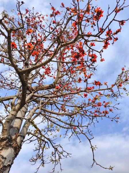 木棉树图片大全_木棉花什么时候开-第1张图片-山城妙识