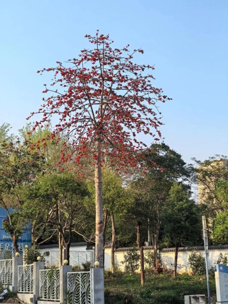 木棉树图片大全_木棉花什么时候开-第3张图片-山城妙识