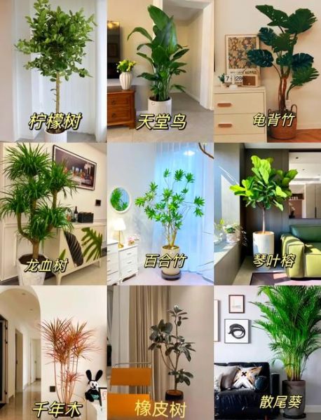 哪些植物净化空气效果最好_室内绿植怎么选-第1张图片-山城妙识 哪些植物净化空气效果最好_室内绿植怎么选-第1张图片-山城妙识