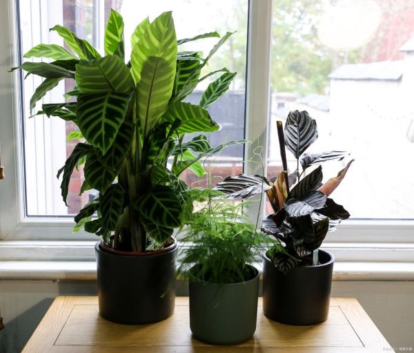 哪些植物净化空气效果最好_室内绿植怎么选-第3张图片-山城妙识 哪些植物净化空气效果最好_室内绿植怎么选-第3张图片-山城妙识