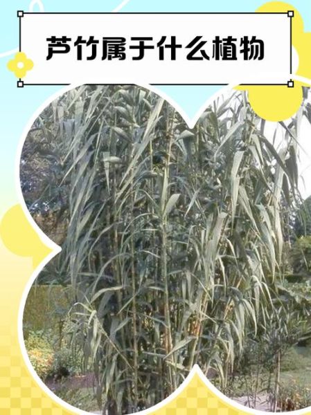 像芦苇又像竹子的植物是什么_如何养护-第3张图片-山城妙识