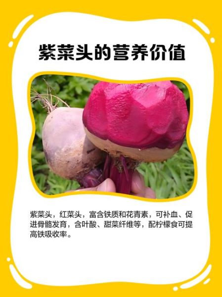 紫菜头有什么功效_紫菜头能降血压吗-第2张图片-山城妙识 紫菜头有什么功效_紫菜头能降血压吗-第2张图片-山城妙识