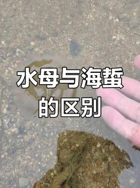 海蜇是水母吗_海蜇和水母的区别-第1张图片-山城妙识